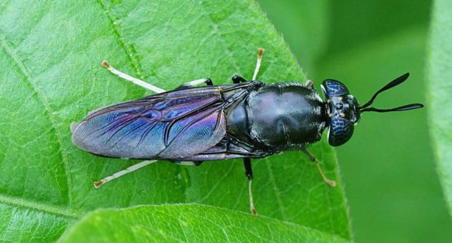 ‘Poisonous’ black flies invade Dawhenya