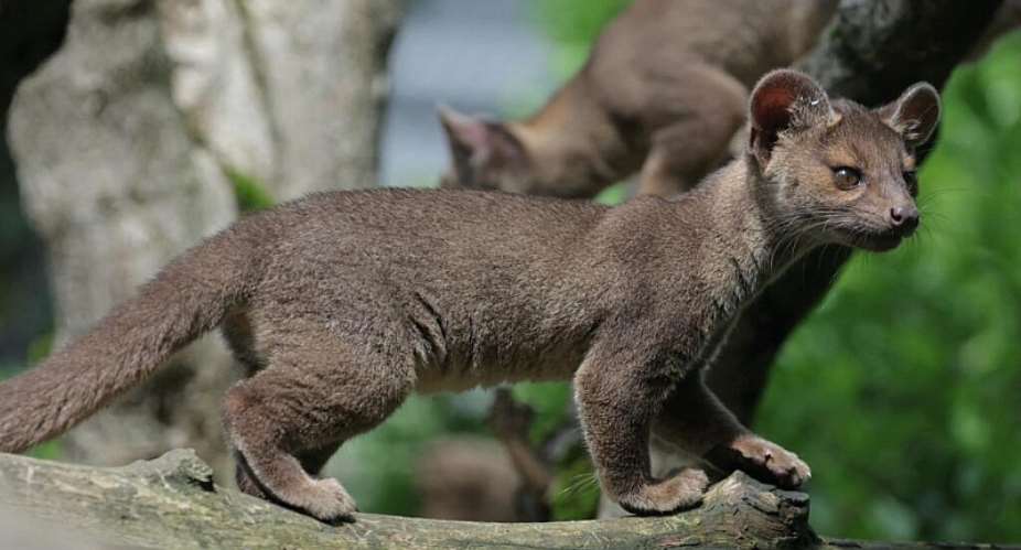 Rare fossa cubs born in Paris zoo as wild numbers shrink in Madagascar