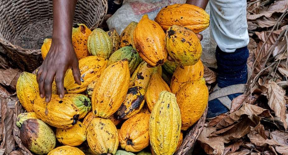 2024/25 season: COCOBOD increases cocoa farmgate price by 45%, bag goes ...