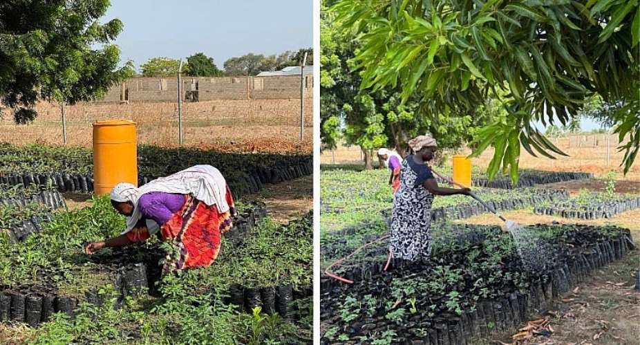 Ghana’s Shea Parkland Restoration Puts Women at the Heart of Climate Action