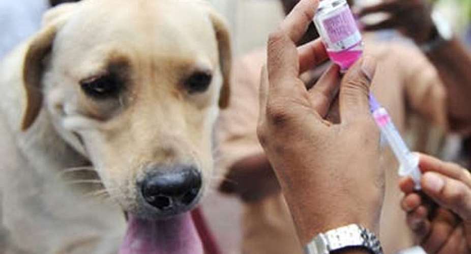 Veterinary Department records 26 rabies-related deaths this year