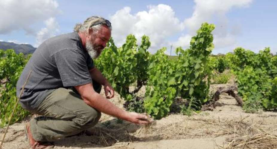 Adi Badenhorst, the joker in Swartland's prestigious pack