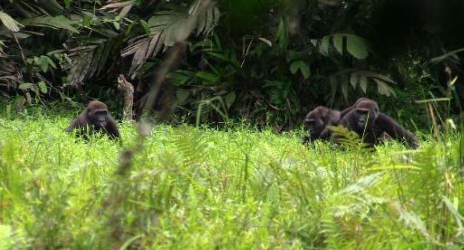 Frenchman fights to make Gabon a gorilla haven