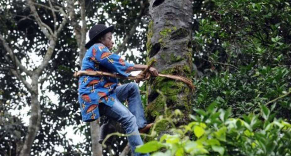 Nigeria palm wine tappers face tough climb to success
