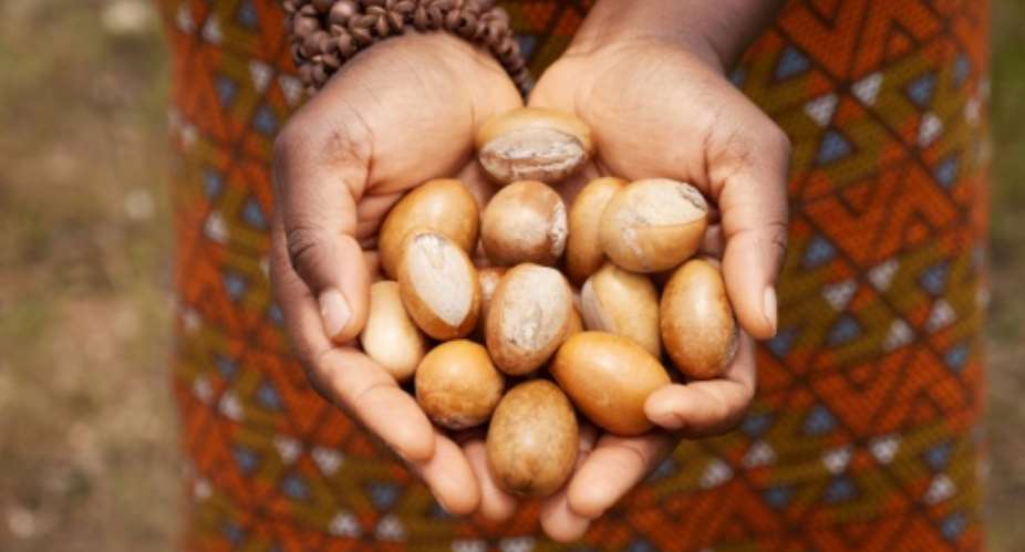 Promising growth, Nigeria shea nut export ban pinches producers