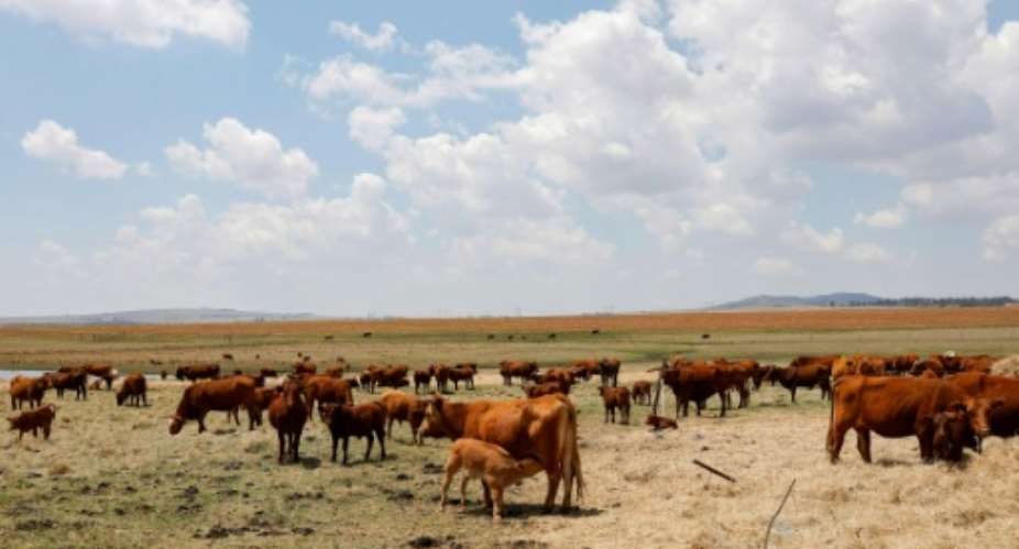 South Africa ramps up vaccinations as foot-and-mouth hits herds