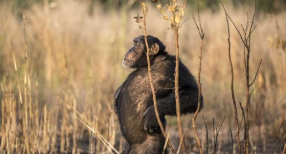 Senegal's spear-wielding savannah chimps yield clues on humanity's past