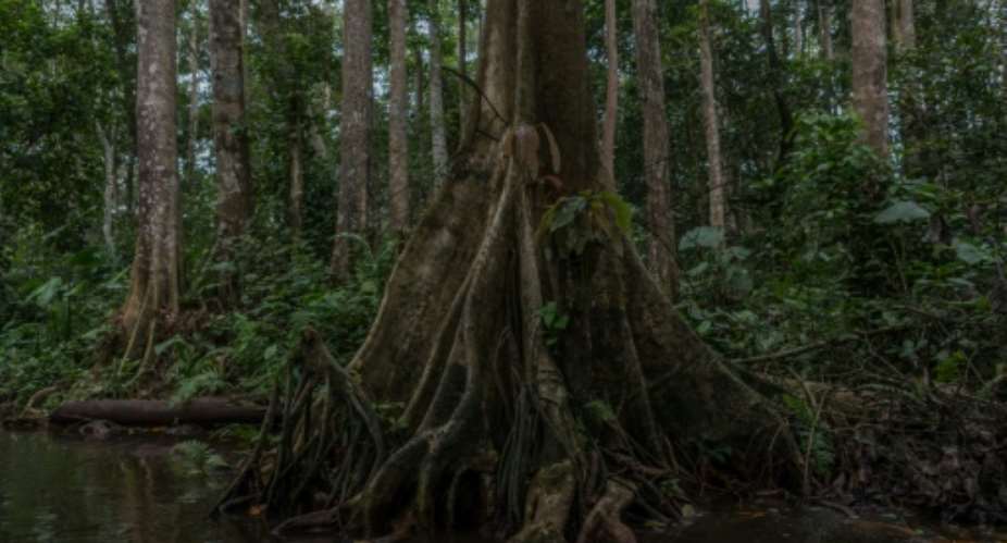 Benin's rare swamp forest 'at risk of disappearing'