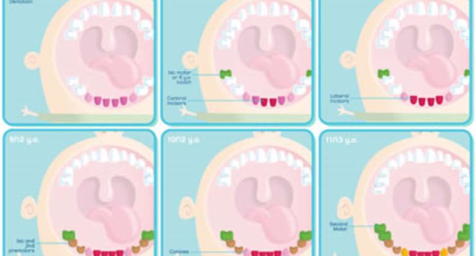 From Milk Teeth To Adult Teeth
