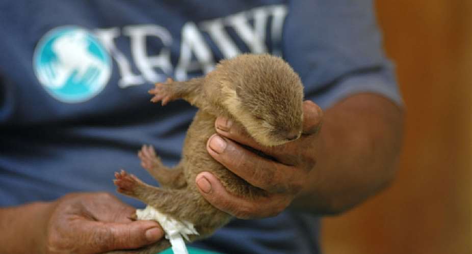 Otter Pups Found Floating On Hyacinth, Admitted For Hand-Rearing
