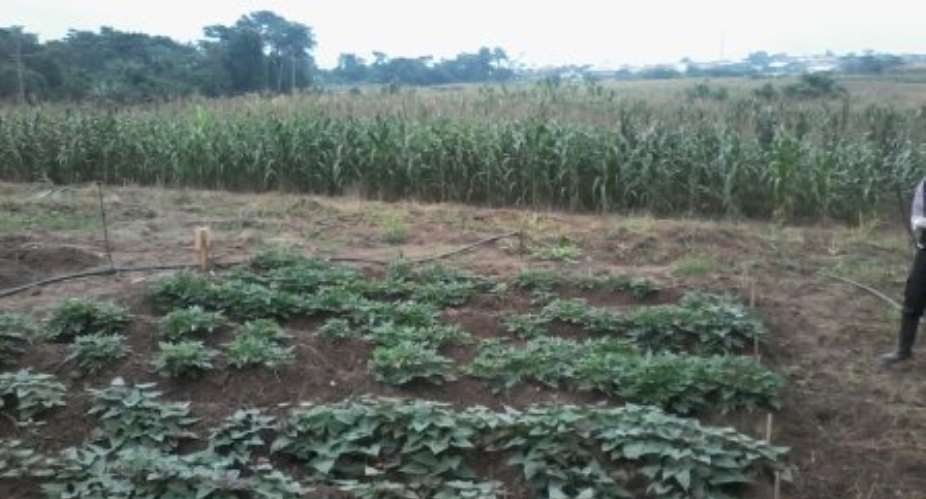 Fears of potential drop in crop yield due to declining soil fertility