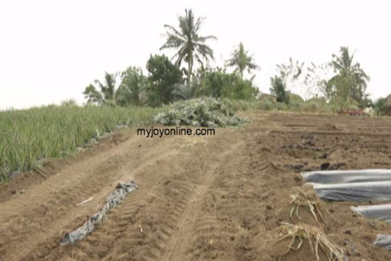 Golden Exotics to halt production in Ghana if…