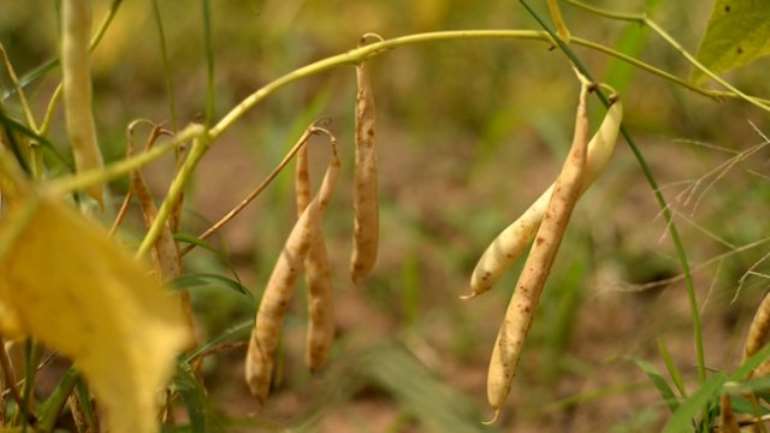 Common Bean: The Industrial And Nutritional Solution