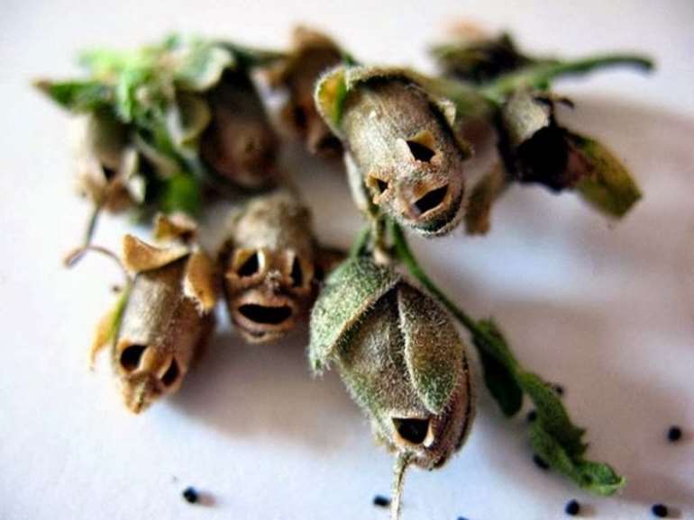 Vibrantly colored flowers turn into creepy skulls when they die