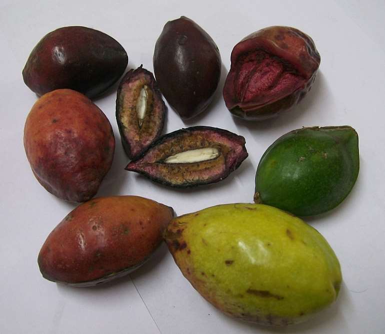 5 Important Fruits Ghanaians Love But Call Wrongly 5-important-fruits-ghanaians-love-but-call-wrongly