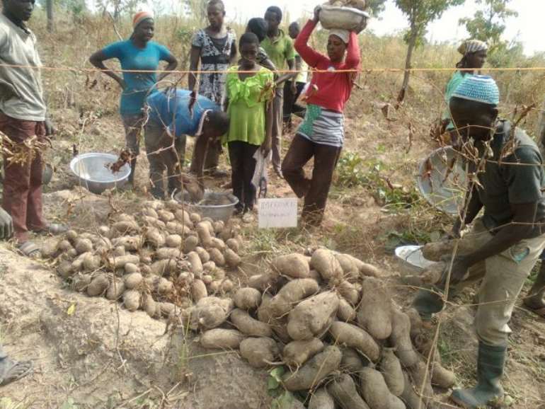 Agronomic technologies for sustainable yam production in the face of ...