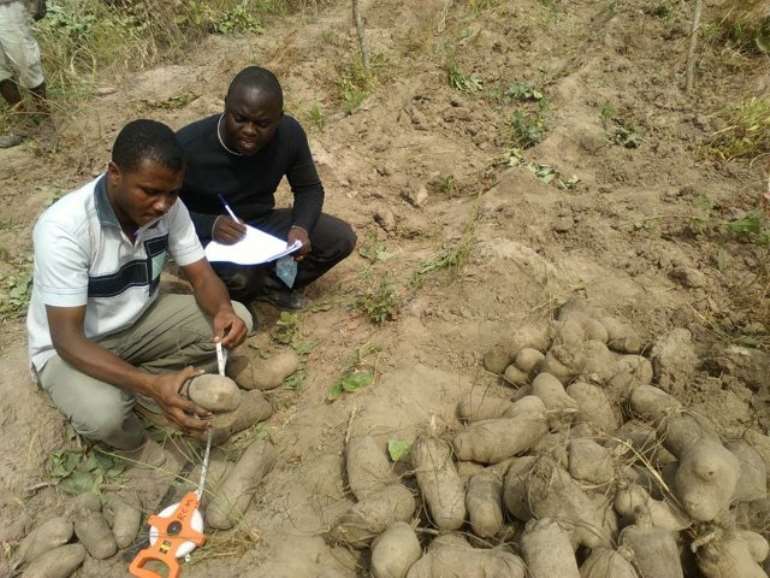 Agronomic technologies for sustainable yam production in the face of ...